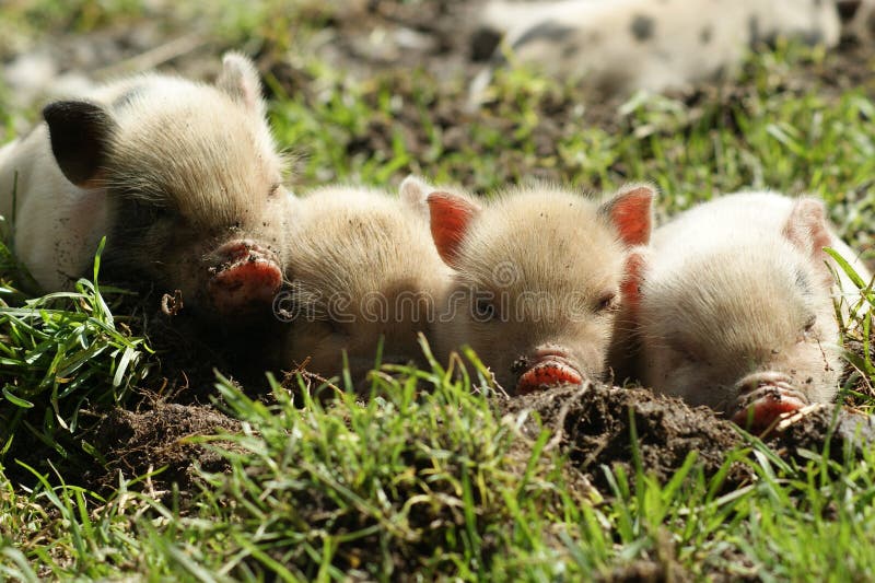 Sleepy piglet in a market stock image. Image of mammal - 145694779