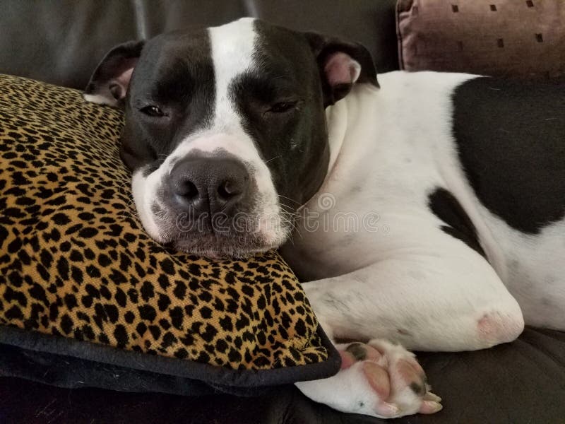 Sleepy pitty stock photo. Image of sleepy, animals, pitty - 71744852