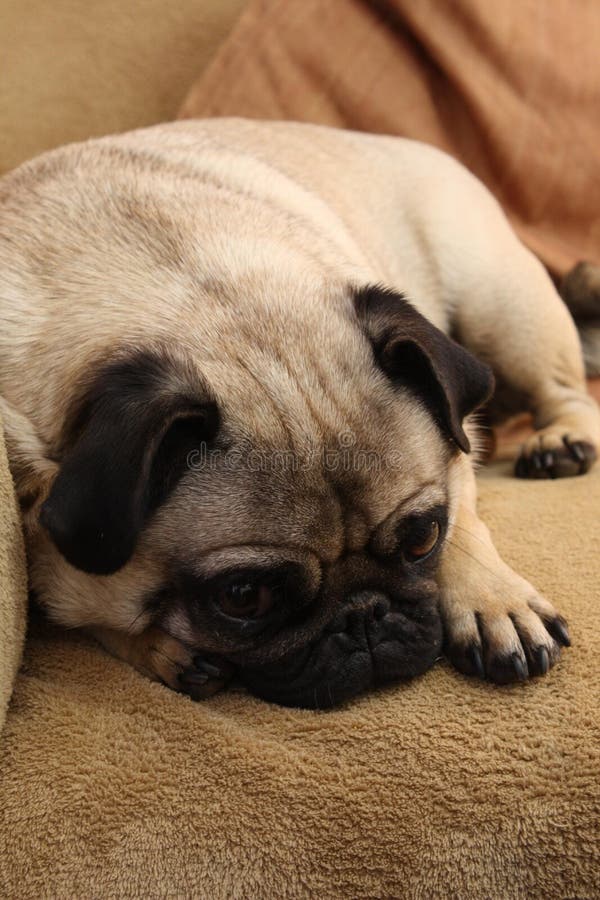Sleepy Pug stock photo. Image of fawn, puppy, animal, missing - 7977312