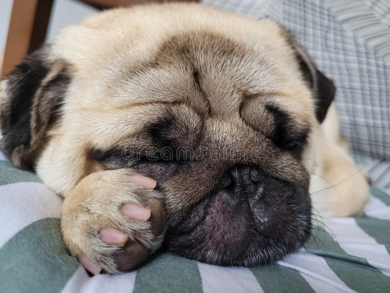 Sleepy Pug stock photo. Image of carnivore, whiskers - 352233630