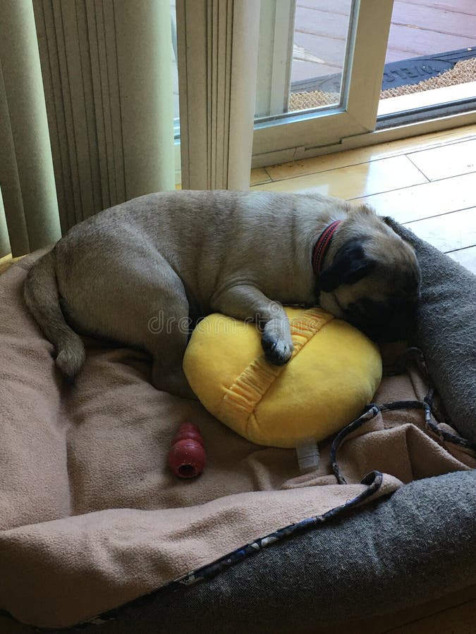 Sleepy pug stock image. Image of cute, sleepy, sleeping - 218699823