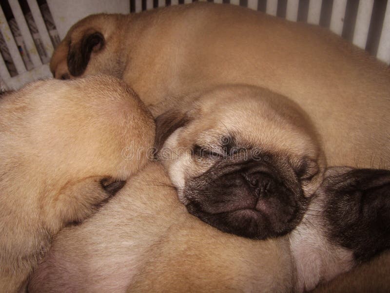 Sleepy Pugs stock photo. Image of youth, sleeping, tiny - 18357746