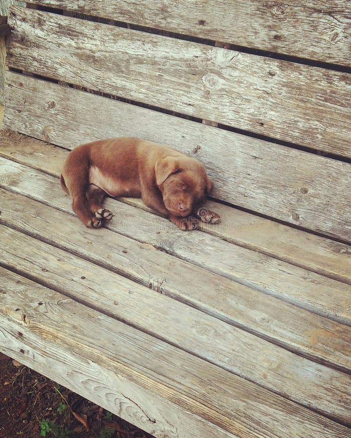 Sleepy Pup stock photo. Image of brown, bench, animals - 86558018