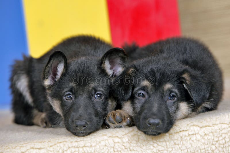 Sleepy Puppies stock image. Image of shepherd, laying - 51053697