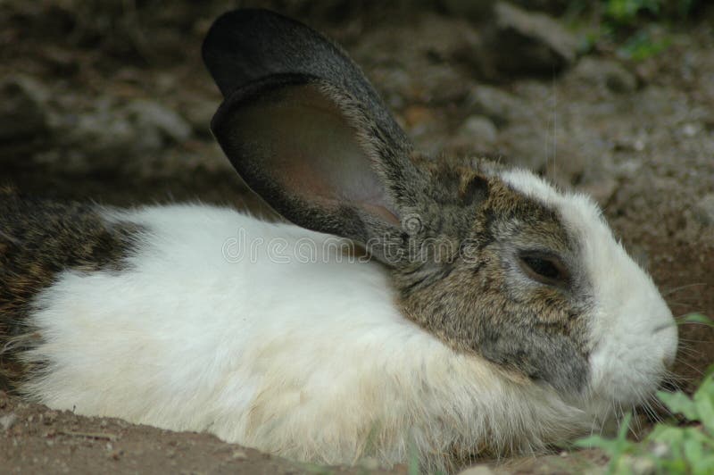 The sleepy rabbit stock photo. Image of flower, beach - 84165870