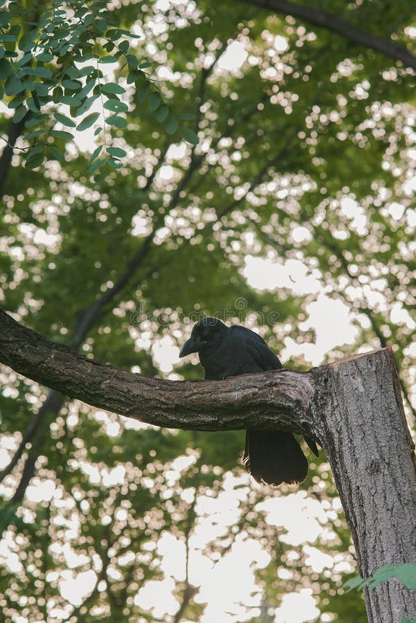 Sleeping Raven on Light Post Stock Photo - Image of morning, clouds ...