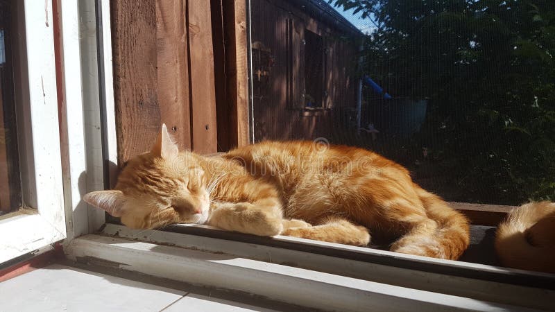 Sleepy red cat stock photo. Image of sleeping, sleepy - 95045324