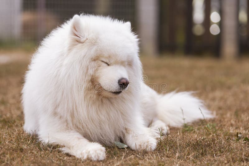 Sleepy Samoyed dog stock image. Image of fulling, sleep - 58349413