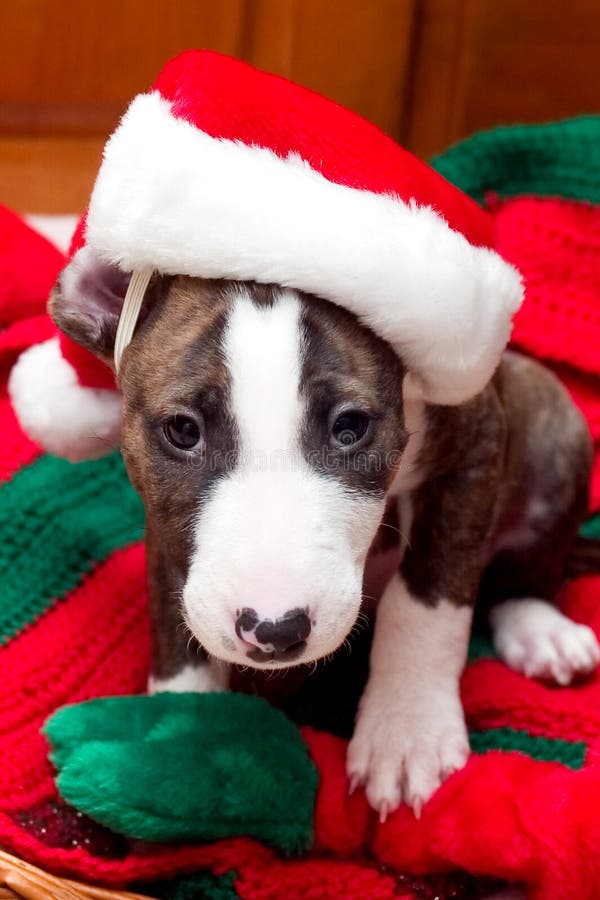 Sleepy Santa Dog stock image. Image of claus, celebration - 1359253