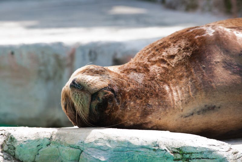 Sleepy seal stock image. Image of happy, aqua, galapagos - 16149307