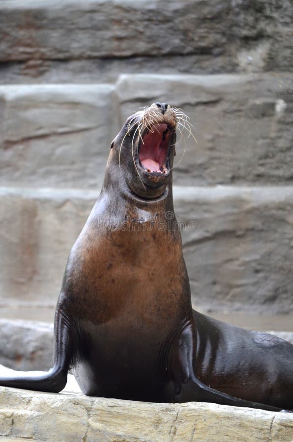 Sleepy Seal on Rocks at Narooma Stock Image - Image of animal, relax ...