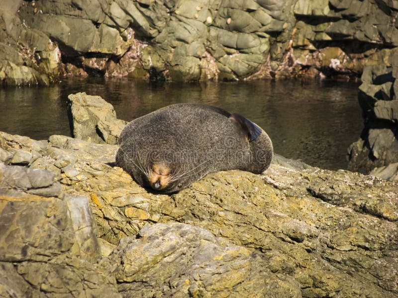 Sleepy Seal on Rocks at Narooma Stock Image - Image of animal, relax ...