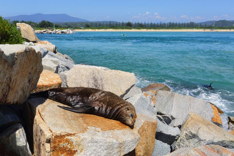 Sleepy Seal on Rocks at Narooma Stock Image - Image of animal, relax ...