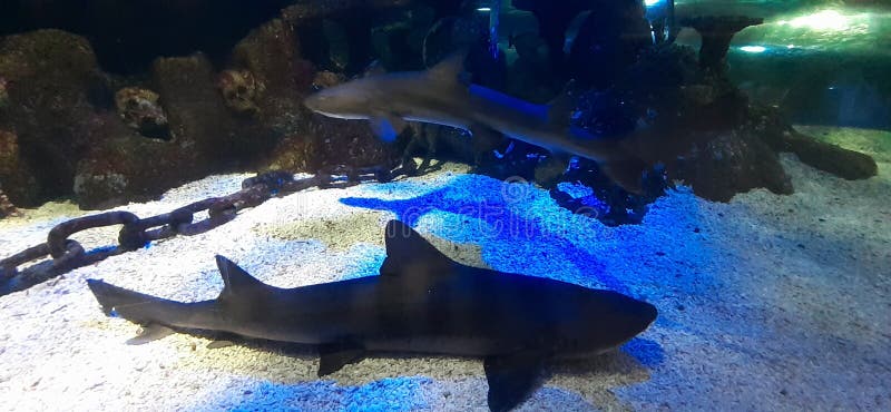 Sleepy shark stock image. Image of shark, friend, sleep - 161155993