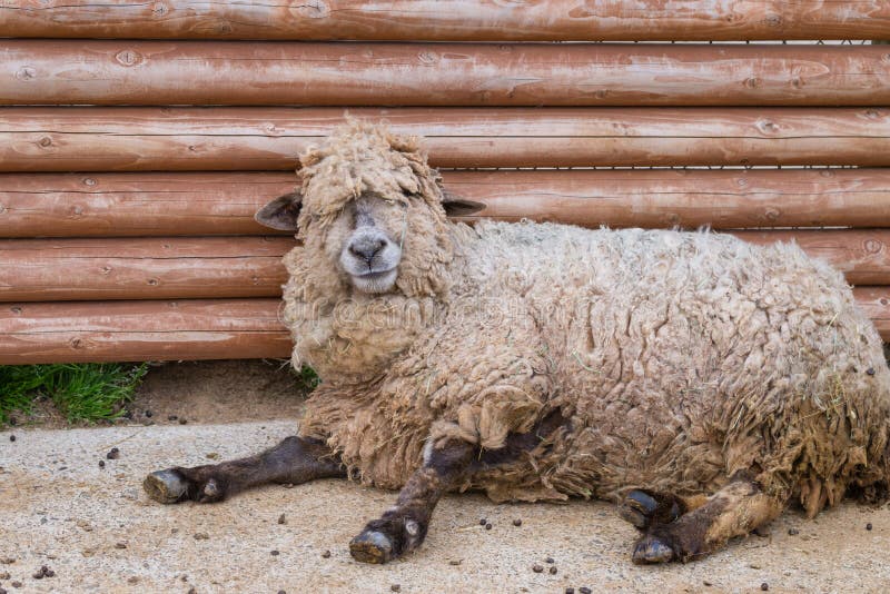 Sleepy Sheep stock photo. Image of lazy, wool, cute, sleepy - 53470326