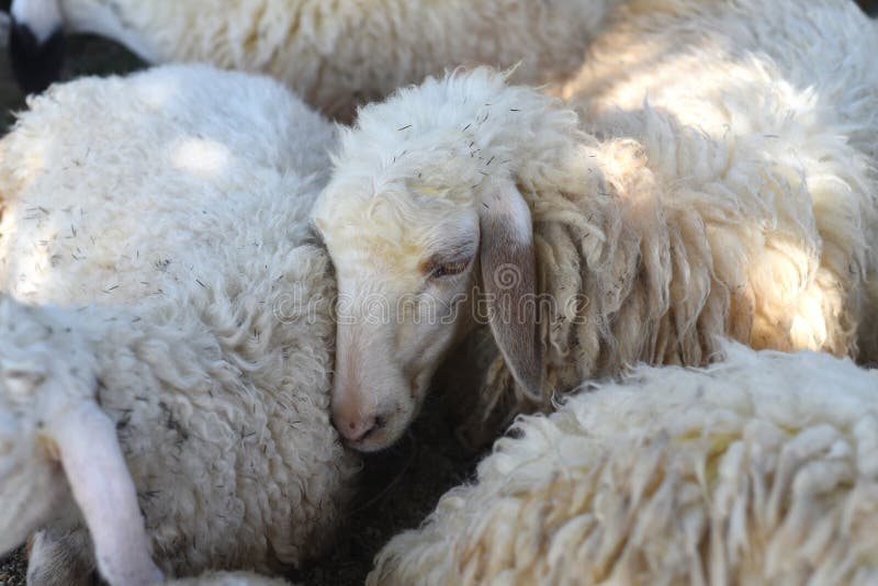 Sleepy Sheep Has a Nap in Sunny Day Stock Photo - Image of farmer ...