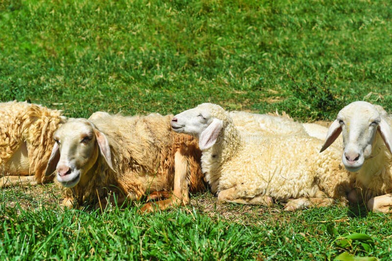 Sleepy Sheep Has a Nap on a Sunny Day Stock Image - Image of domestic ...