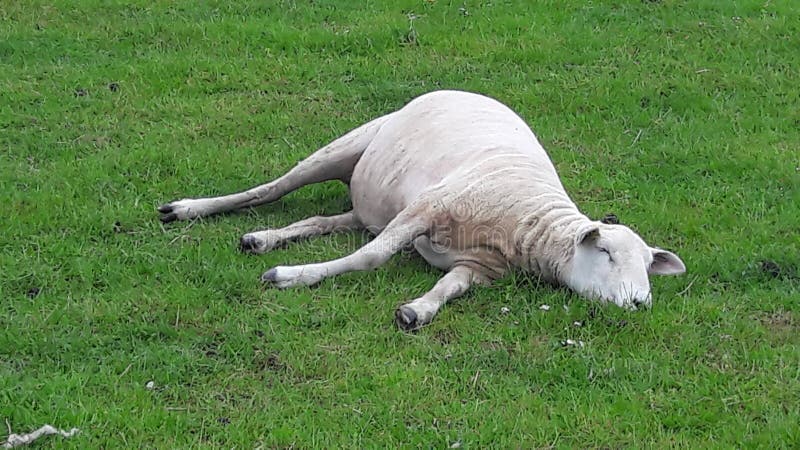 Sleepy Sheep stock photo. Image of lazy, wool, cute, sleepy - 53470326