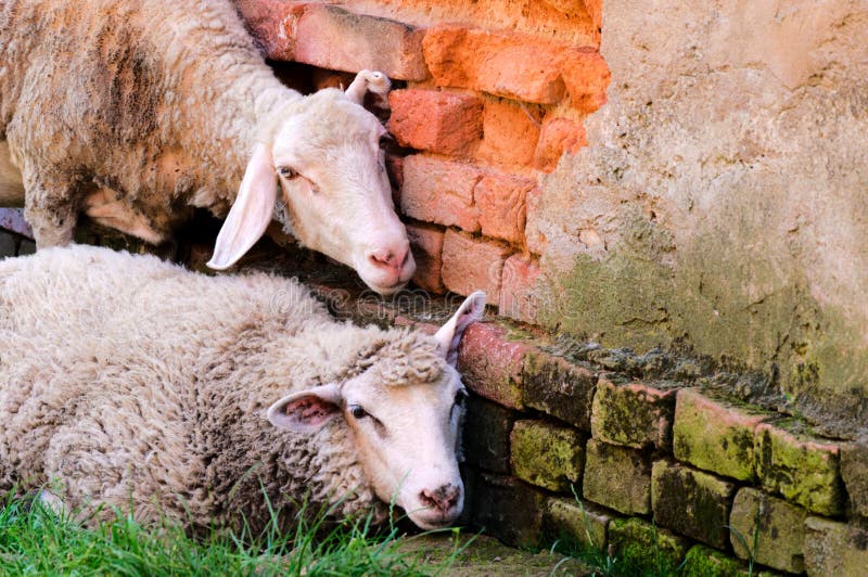 Sleepy sheeps stock photo. Image of white, lamb, grazing - 25318112