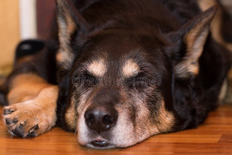 Sleepy shepherd dog stock image. Image of lying, shepherd - 66052181