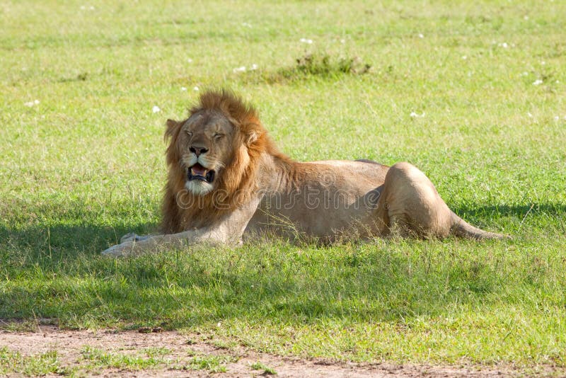 Sleepy Simba stock image. Image of animal, east, outside - 18925041