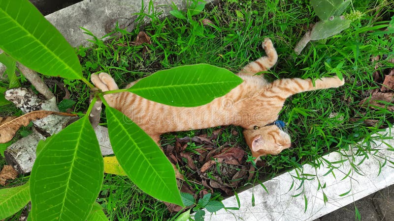 Sleepy Simba the Orange Cat Stock Photo - Image of flower, plant: 266220418