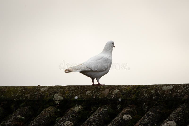 461 Single White Doves Stock Photos - Free & Royalty-Free Stock Photos ...