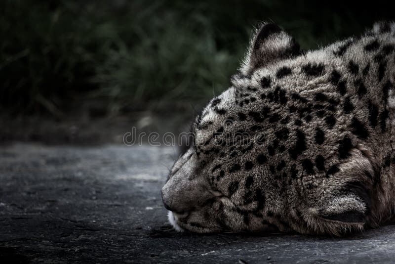 Sleepy snow leopard stock photo. Image of leopard, carnivore - 151789220