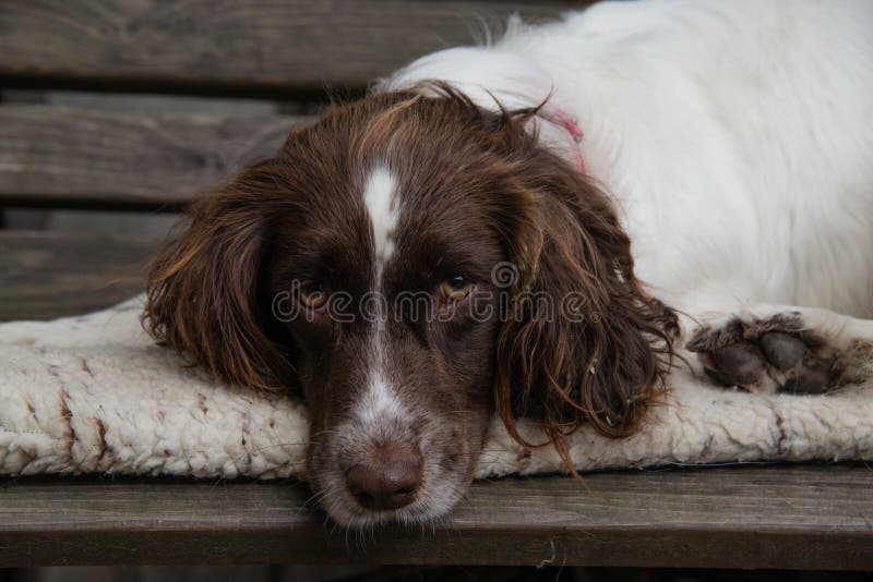 Springer Spaniel on Bench stock photo. Image of adorable - 1031490