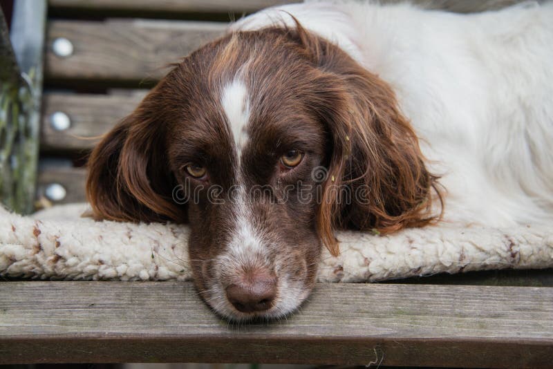Sleepy springer spaniel stock photo. Image of head, springer - 58983420