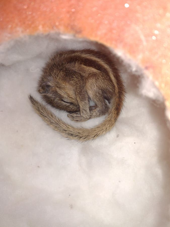 Sleepy Squirrel stock photo. Image of cute, sleeping - 104891590