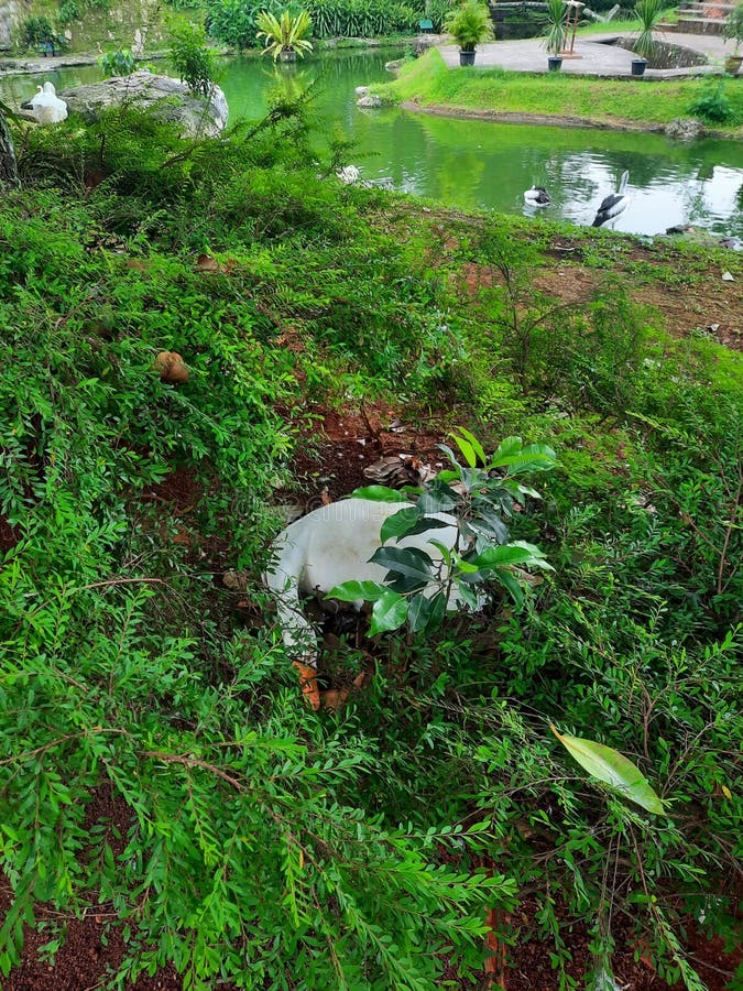Sleepy Swan Hiding among the Leaves beside the Lake Stock Image - Image ...