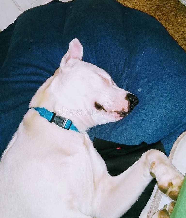 Sleepy sweet doggo stock photo. Image of white, pitbull - 240575530