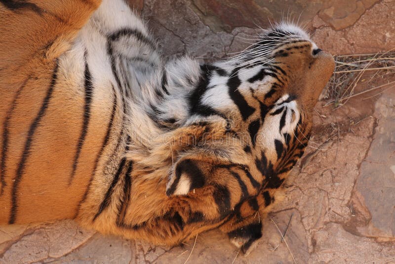 Lazy Tiger stock image. Image of orange, feline, bengal - 973675