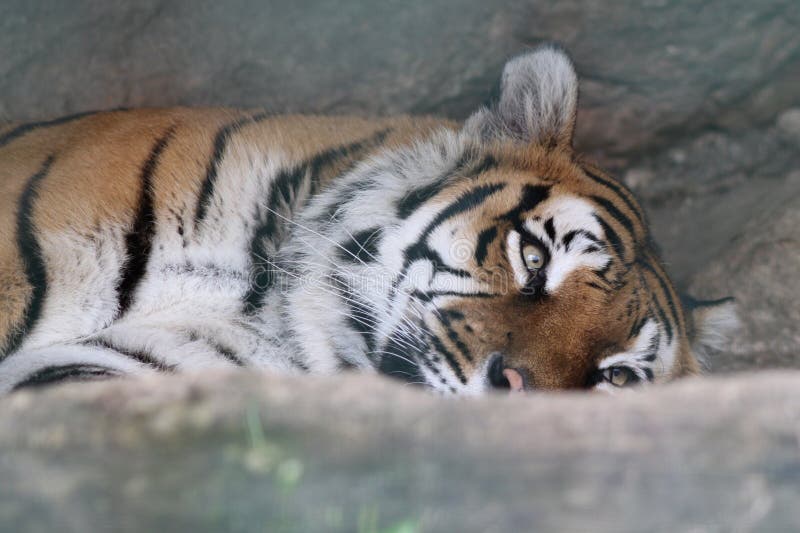 Sleepy tiger stock photo. Image of hair, wild, marauder - 14414554
