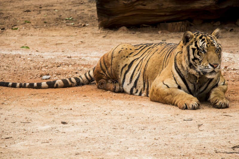 Sleepy Bengal Tiger stock photo. Image of orange, head - 45852924