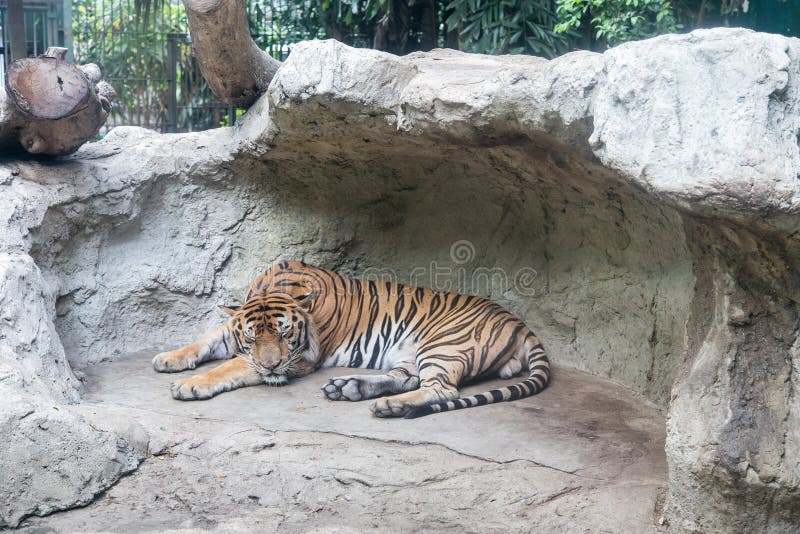 A sleepy tiger stock image. Image of wildlife, animal - 74754433