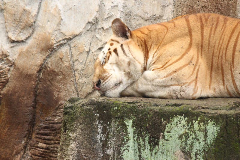 Sleepy tiger stock image. Image of white, sleepy, tiger - 210736797