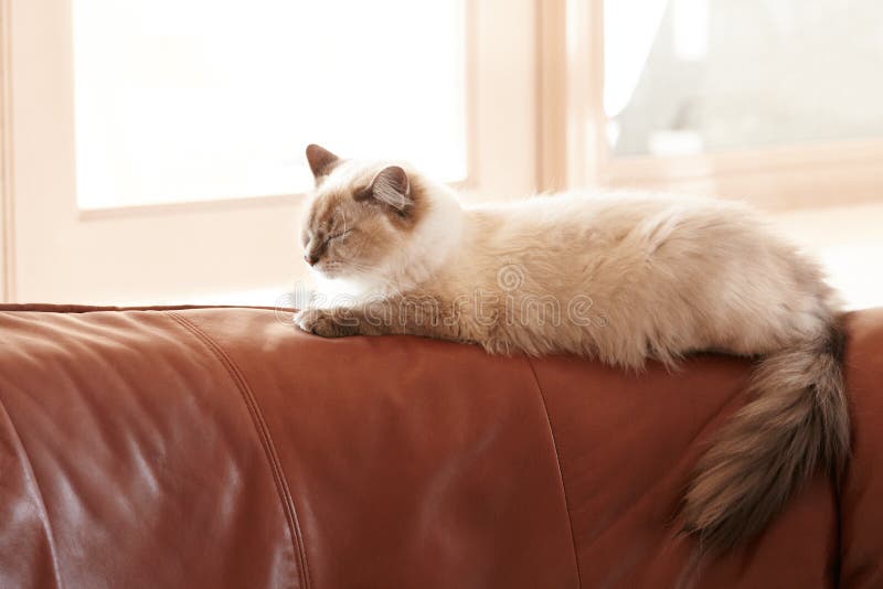 Sleepy Time Again. a Fluffy Siamese Cat Taking a Nap on a Sofa. Stock ...