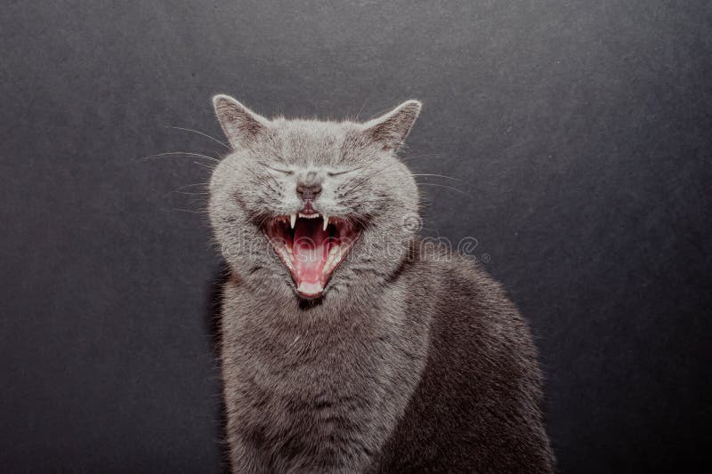 Sleepy Tom Cat Yawn with Extracted Whiskers Stock Image - Image of ...