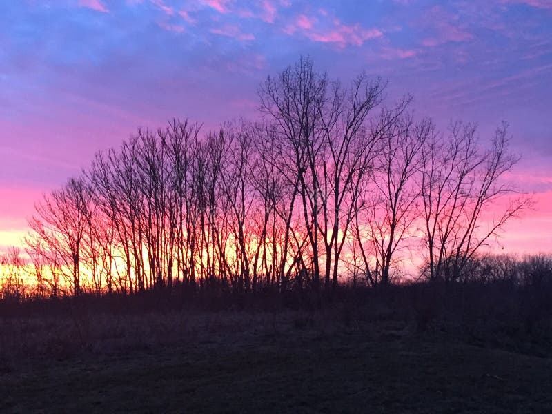 Sleepy Trees stock image. Image of scenery, forest, sunset - 52186711