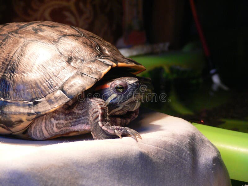 Sleepy turtle stock photo. Image of nature, breeding - 22822202