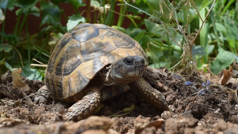 Turtle in the sea stock video. Video of coral, conservation - 49582803