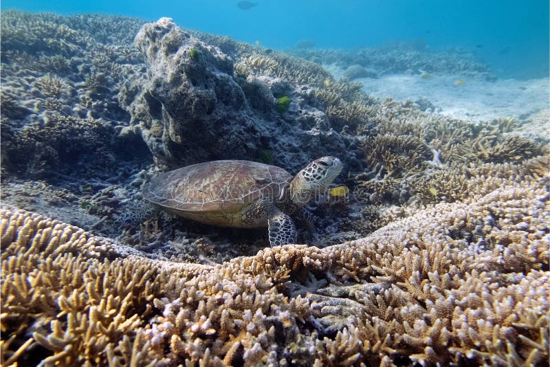 Sleepy turtle stock image. Image of heron, sleepy, turtle - 63286311