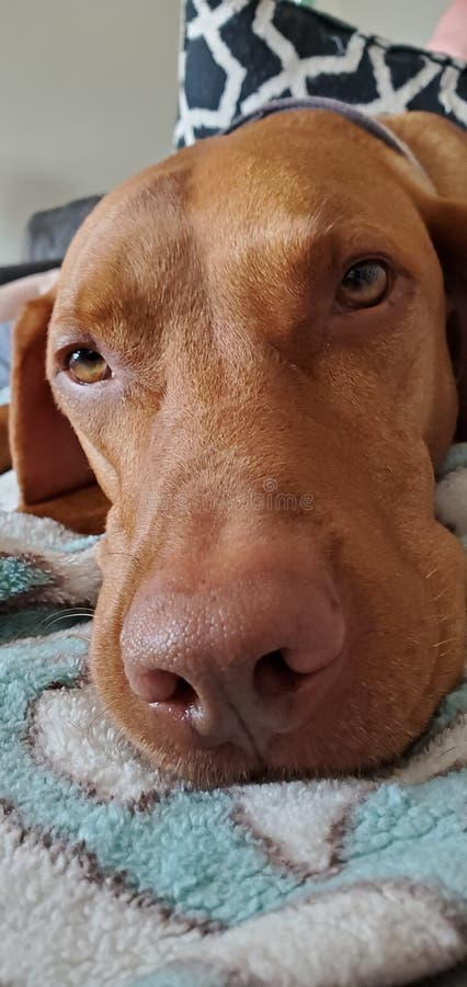 Sleepy Vizsla eyes stock photo. Image of vizsla, camera - 218101062