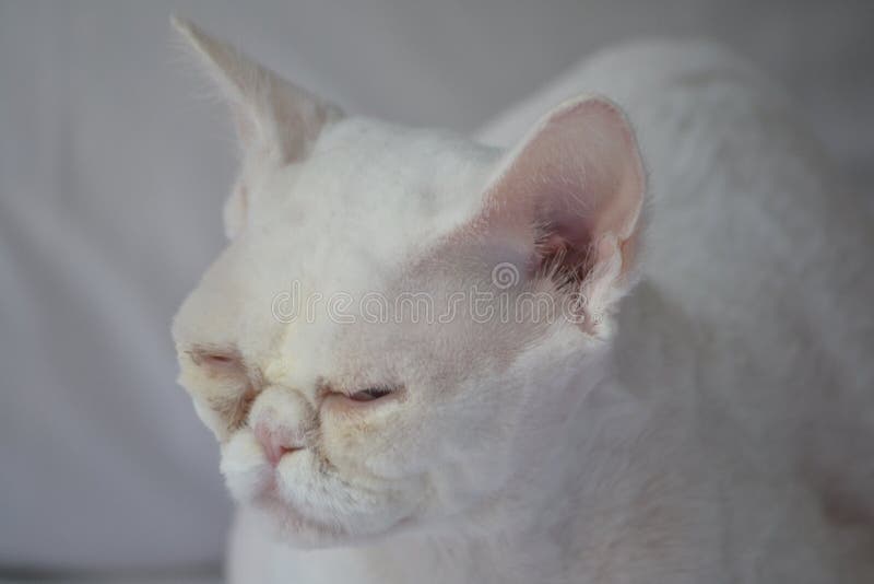 Sleepy Red and white cat stock photo. Image of white - 122343220