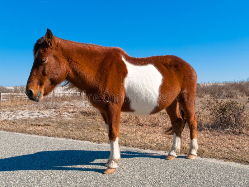 Sleepy wild horse stock image. Image of mouth, look, animal - 11636541