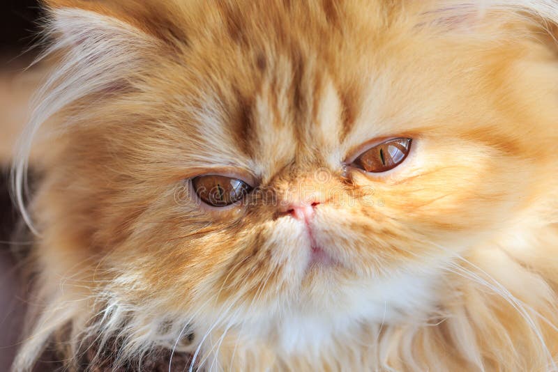 The Sleepy Yellow Persian Cat Stock Image - Image of lovale, home: 86184719