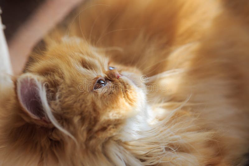 The Sleepy Yellow Persian Cat Stock Image - Image of sleeping, orange ...