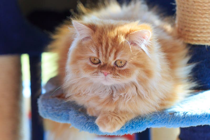 The Sleepy Yellow Persian Cat Stock Image - Image of closeup, hair ...